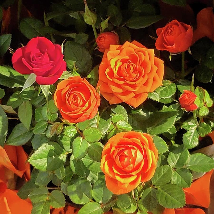 Pretty Orange and Red MIniature Roses Photograph by Charlotte Gray ...