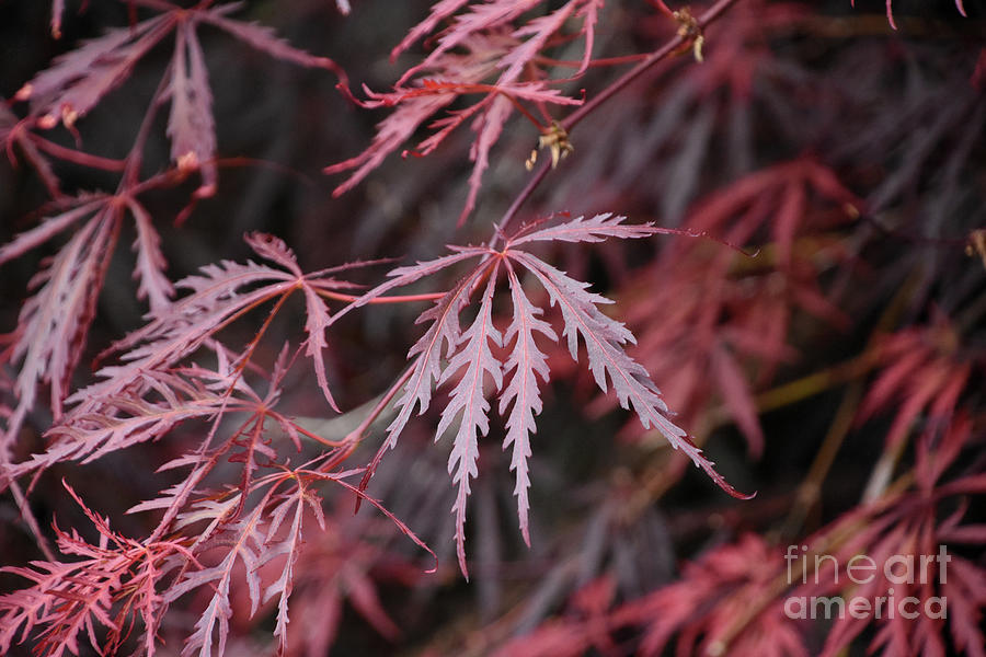 Pretty Red Split Leaf Japanese Maple Tree Photograph by DejaVu Designs ...