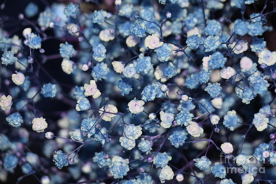 Pretty White and Blue Baby's Breathe Photograph by Jari Hawk - Fine Art America