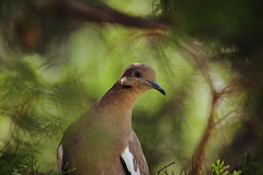 Pretty White Winged Dove Close Up in Trees Photograph by Gaby Ethington ...