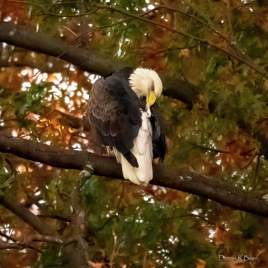 Primping Photograph by Dennis Bean - Fine Art America