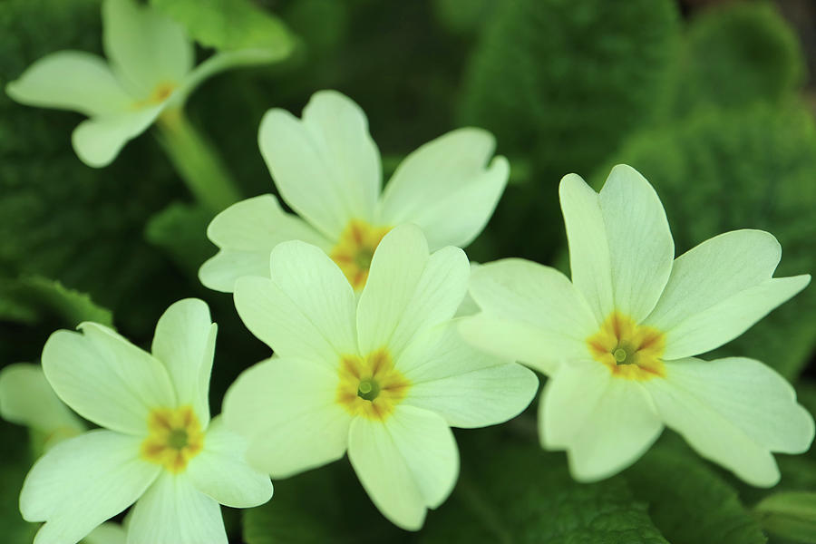 Primula With Green Leaves Photograph by Snezana Petrovic - Fine Art America