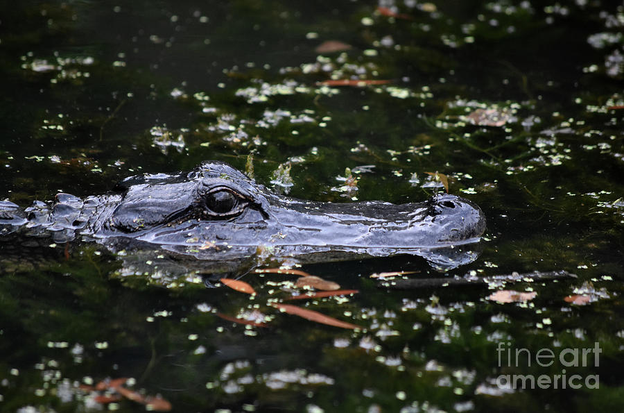 Profile of a Gator in the Louisiana Bayou Photograph by DejaVu Designs ...