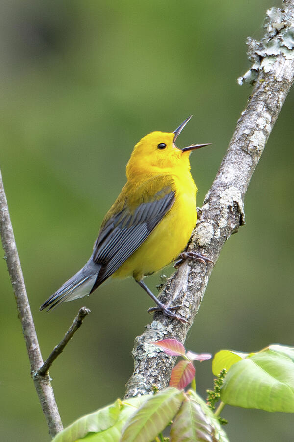 Prothonotary Warbler Photograph by Candice Lowther - Fine Art America