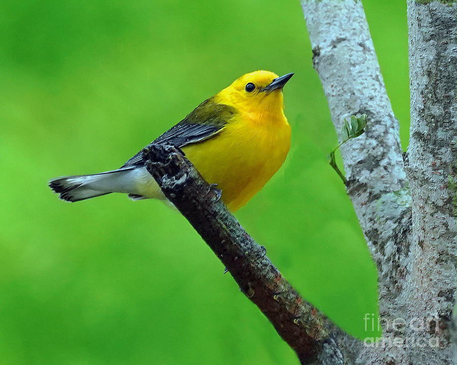 Prothonotary Warbler Photograph by Cathy Cook - Fine Art America