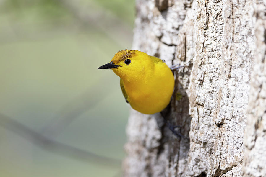 Prothonotary Warbler close up Photograph by Deborah Penland - Fine Art ...
