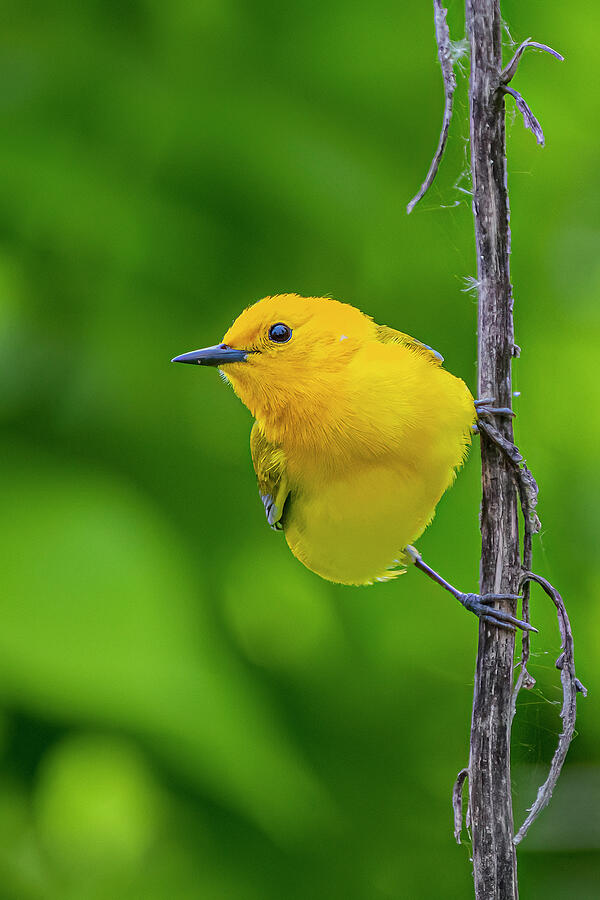 Prothonotary Warbler In Spring #1 Photograph by Morris Finkelstein ...