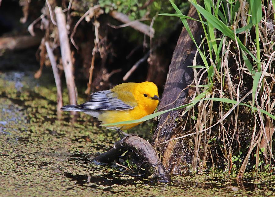 Prothonotary Warbler in Spring Photograph by Marlin and Laura Hum - Pixels