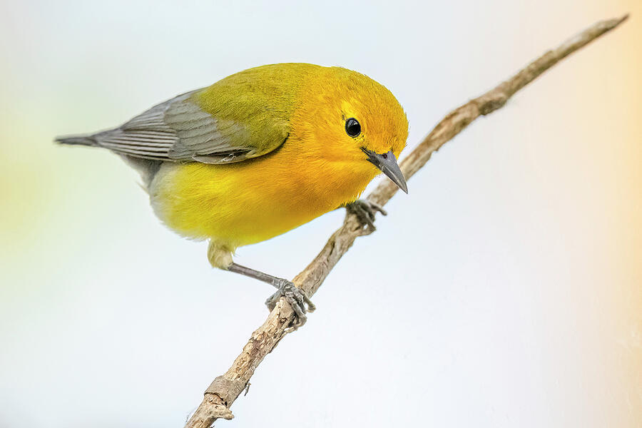 Prothonotary Warbler Perched #2 Photograph by Morris Finkelstein - Fine ...