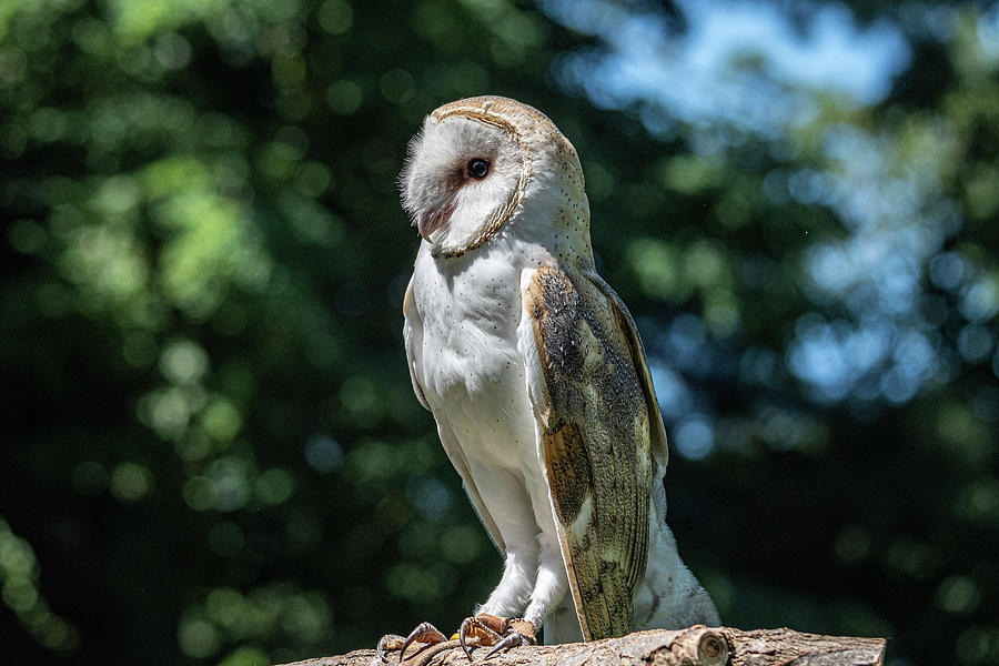 Proud Standing Barn Owl Photograph by Sharon Gucker | Pixels