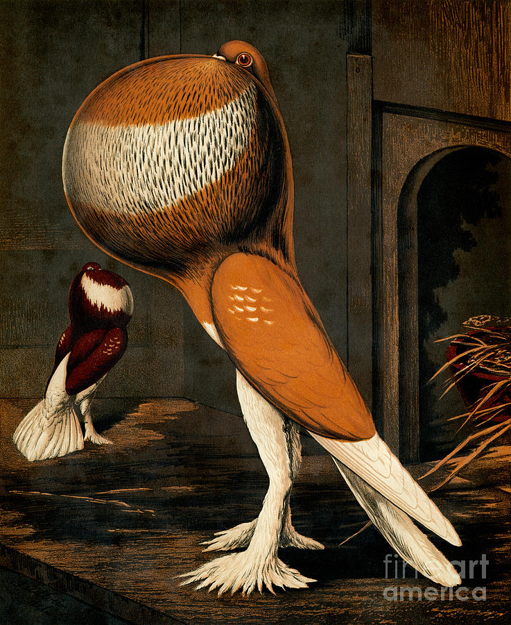 Puffed up with pride, a Yellow-Pied Pigmy Pouter pigeon upstages a Red ...