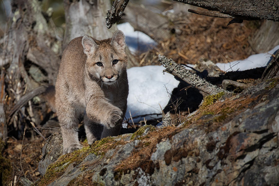 Puma Cub Photograph by David Garcia-Costas