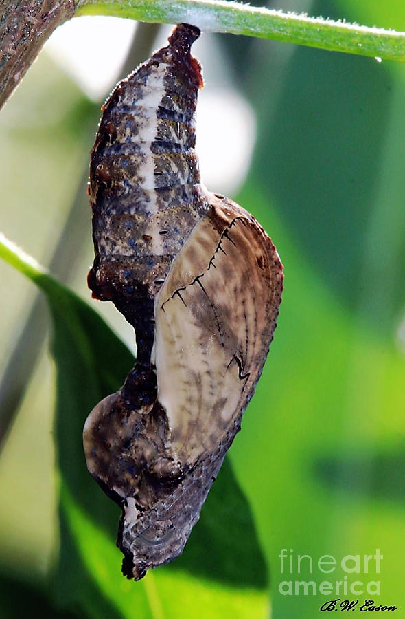 Pupae Photograph by Bart Eason - Fine Art America