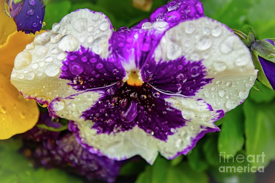 Purple and White Flower Photograph by Julie Ann Reed - Fine Art America
