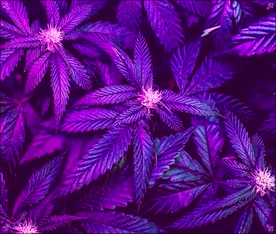 Purple Haze Cannabis Leaves Digital Art by Pamela Arsena - Pixels
