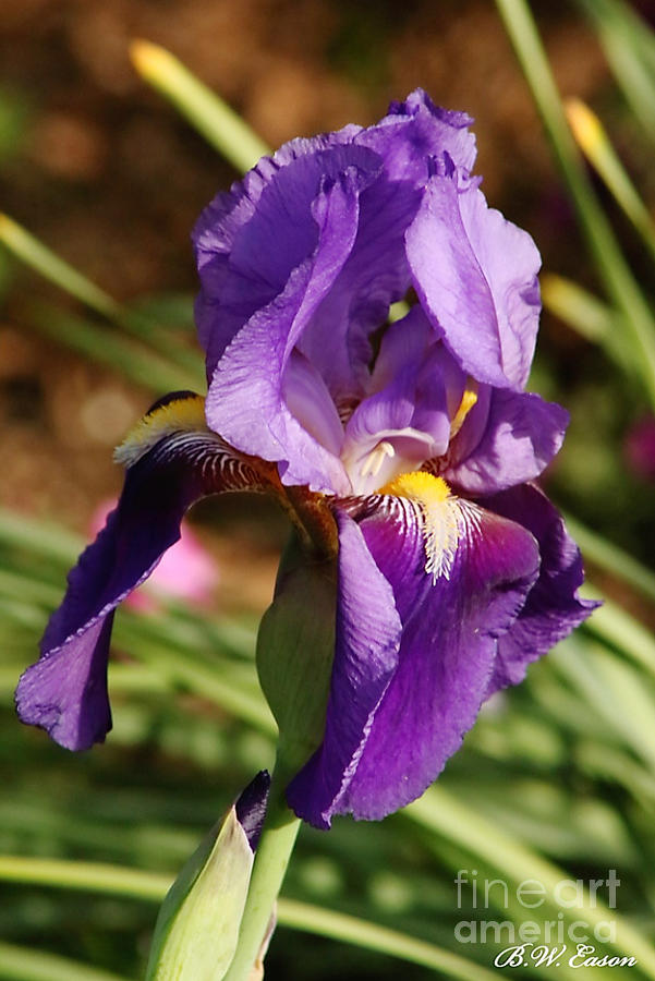 Purple Iris Photograph by Bart Eason - Fine Art America