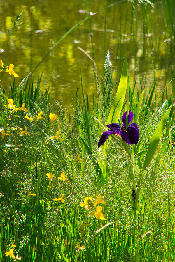 Purple Iris Photograph by Steph Gabler - Fine Art America