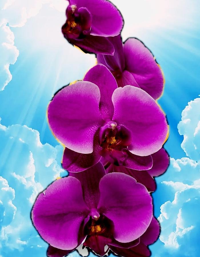 Purple Orchids in the Sky Photograph by JoEtta Harrington - Fine Art ...
