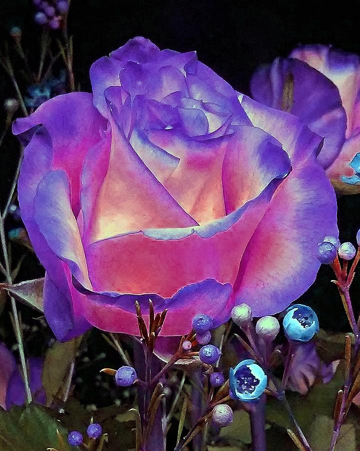 Purple Pink Rose Photograph by Andrew Lawrence - Fine Art America