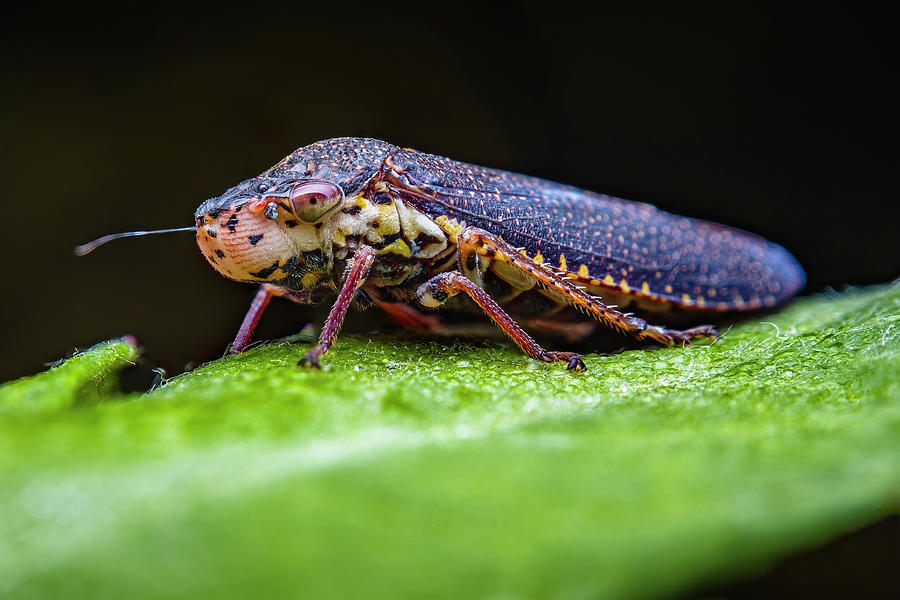 Purple Sharpshooter Leafhopper - ProconiiniCicadellidae Photograph by Aron Sanzio - Fine Art America