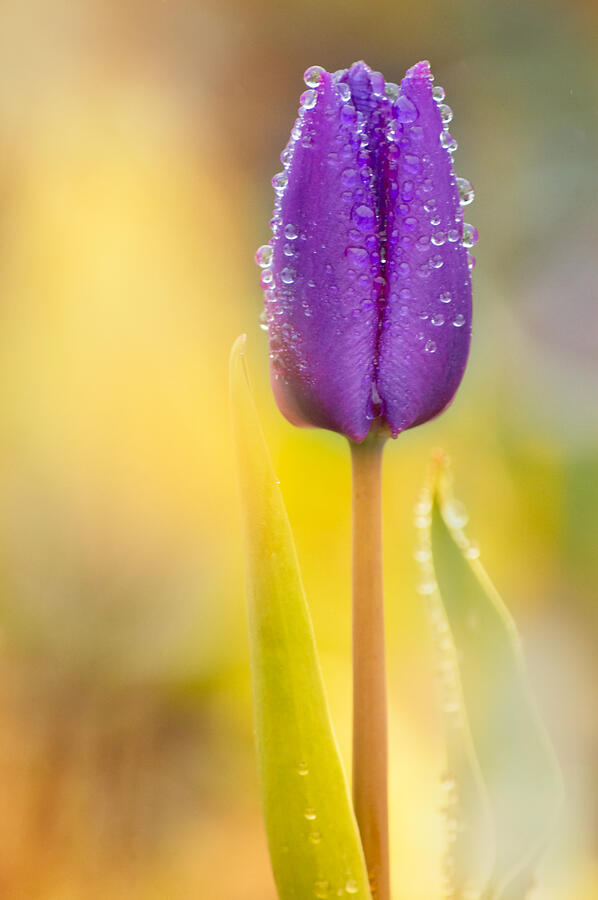 Purple Tulip Bud I Photograph by Joan Han - Fine Art America