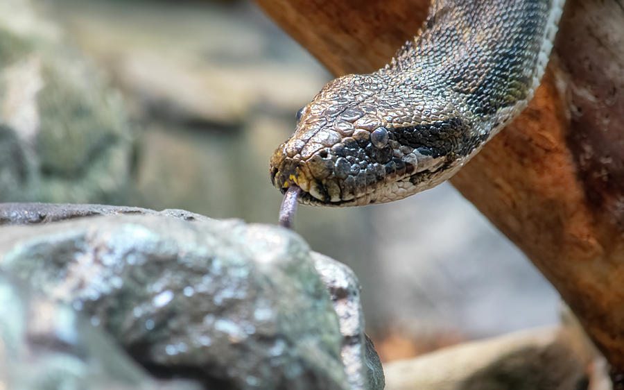Python Photograph by Zita Stankova - Fine Art America