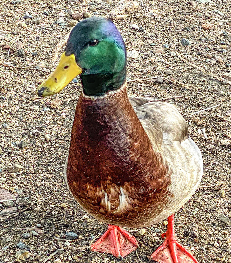 Quack attack Photograph by Rick Reesman - Pixels