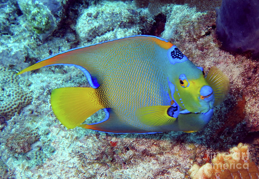 Queen Angelfish 100 Photograph by Daryl Duda - Fine Art America