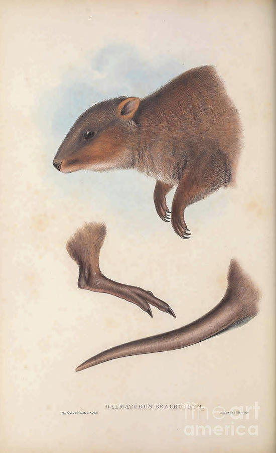 Quokka Also Known As The Short Tailed Scrub Wallaby C5 Drawing By