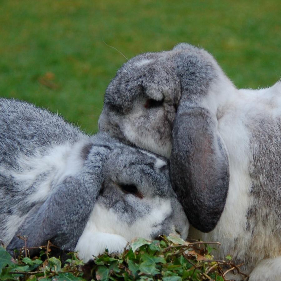 Rabbit Square Photograph by Lynne Iddon - Fine Art America