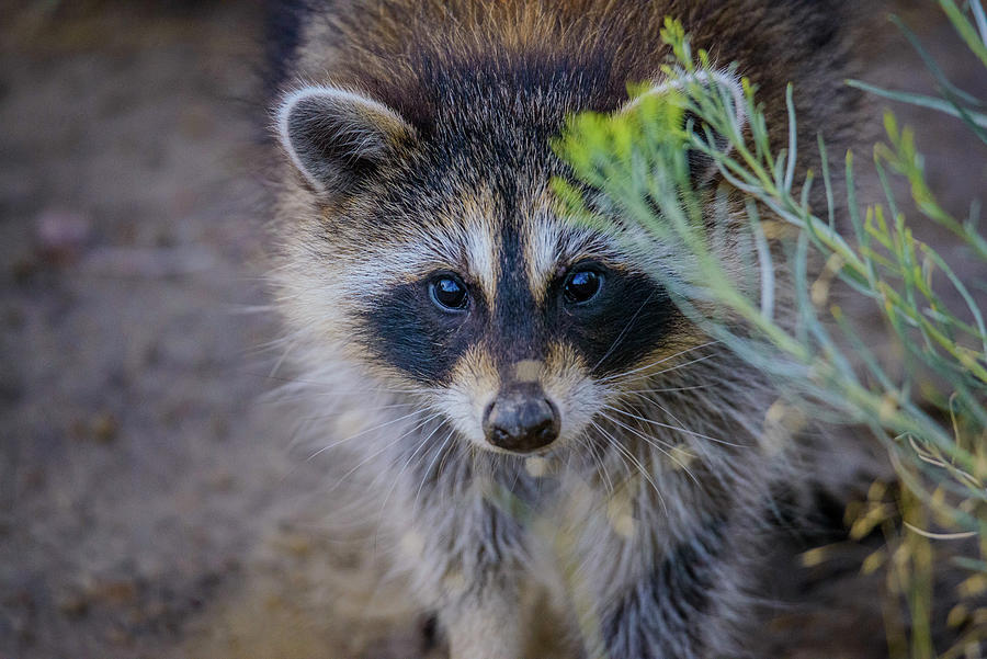 Raccoon Close Up Photograph by Aliesha Shepherd - Fine Art America