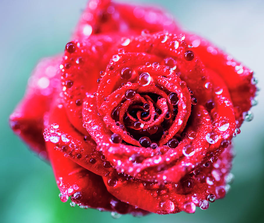Rain drops on a red rose Photograph by Vishwanath Bhat - Fine Art America