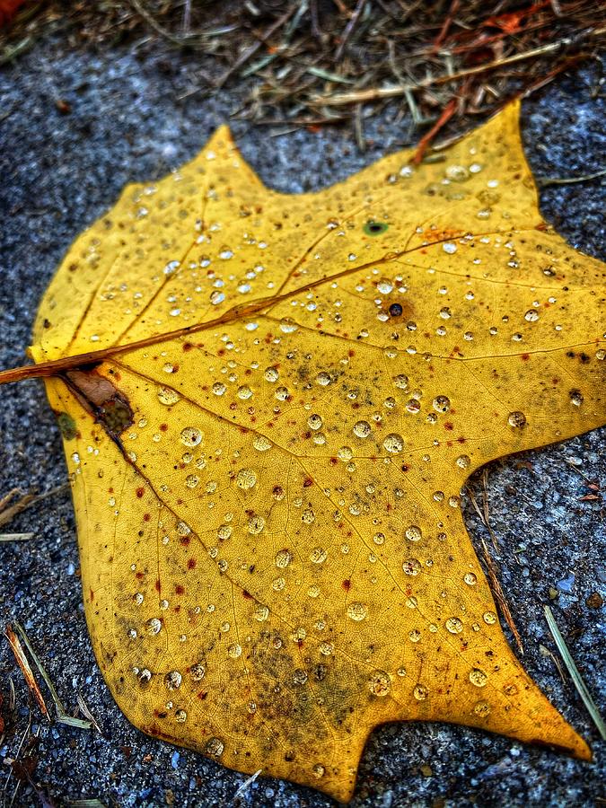 Rained On Photograph by Chad Simpson | Fine Art America