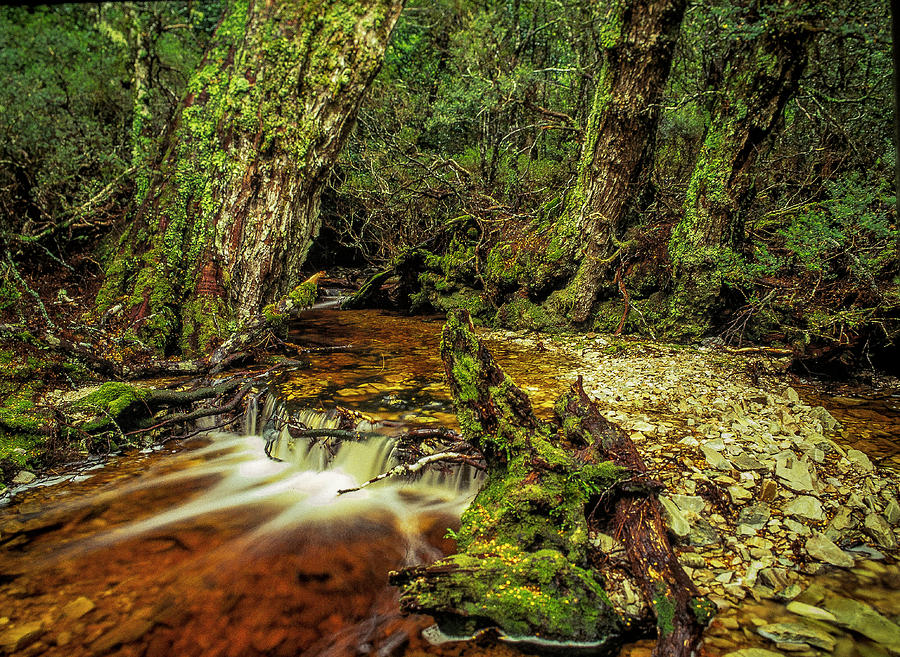 Rainforest Creek Photograph by Bette Devine - Fine Art America