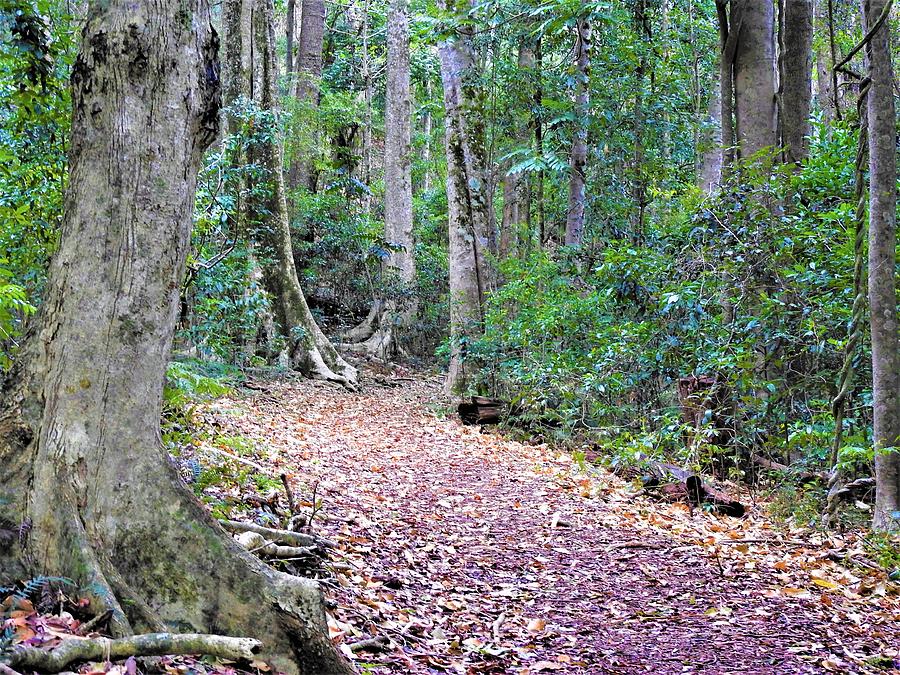 Rainforest path Photograph by Athol KLIEVE - Pixels