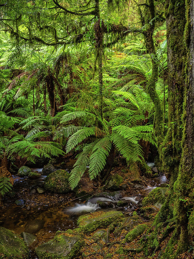Rainforest Stream Photograph by Bette Devine - Fine Art America