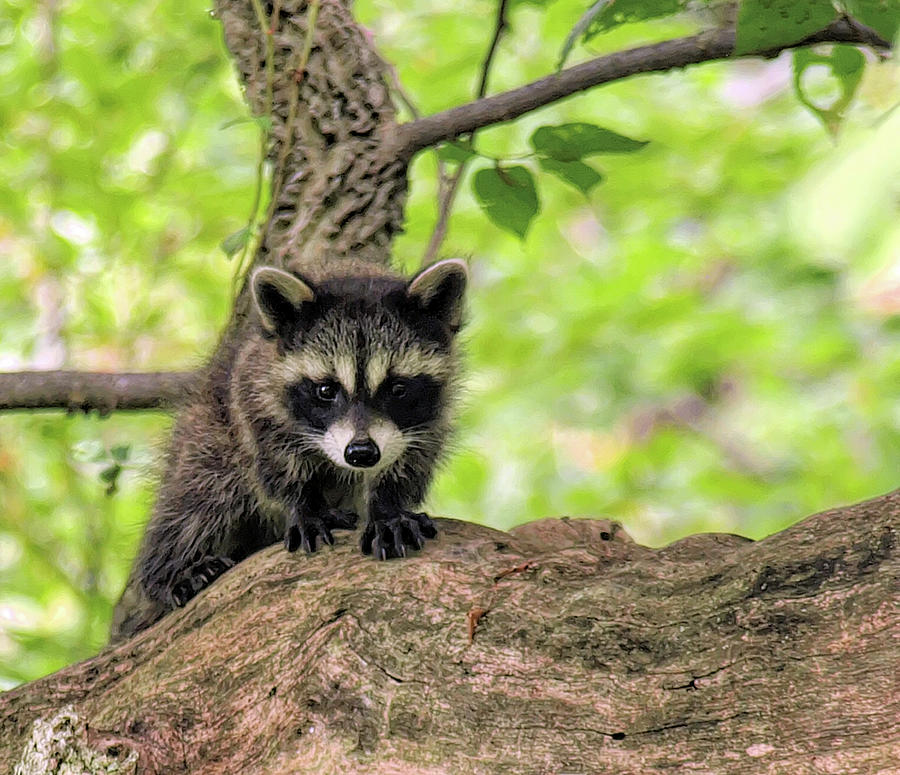 Rascal Photograph by Barry W King - Pixels