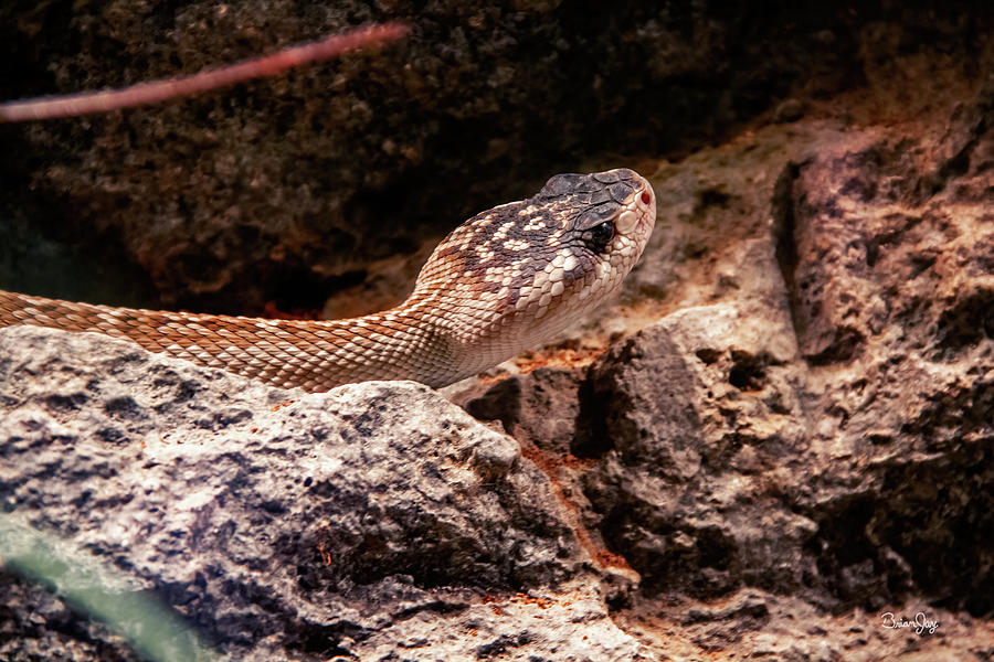 Rattler Photograph by Brian Jay - Pixels