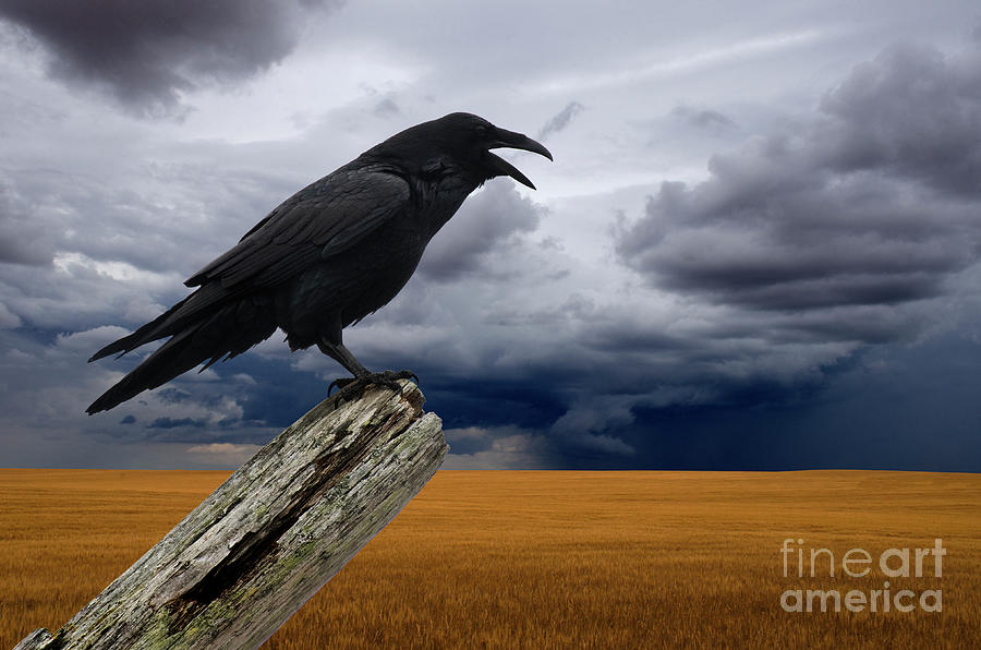 Raven Song Photograph by Bob Christopher - Pixels