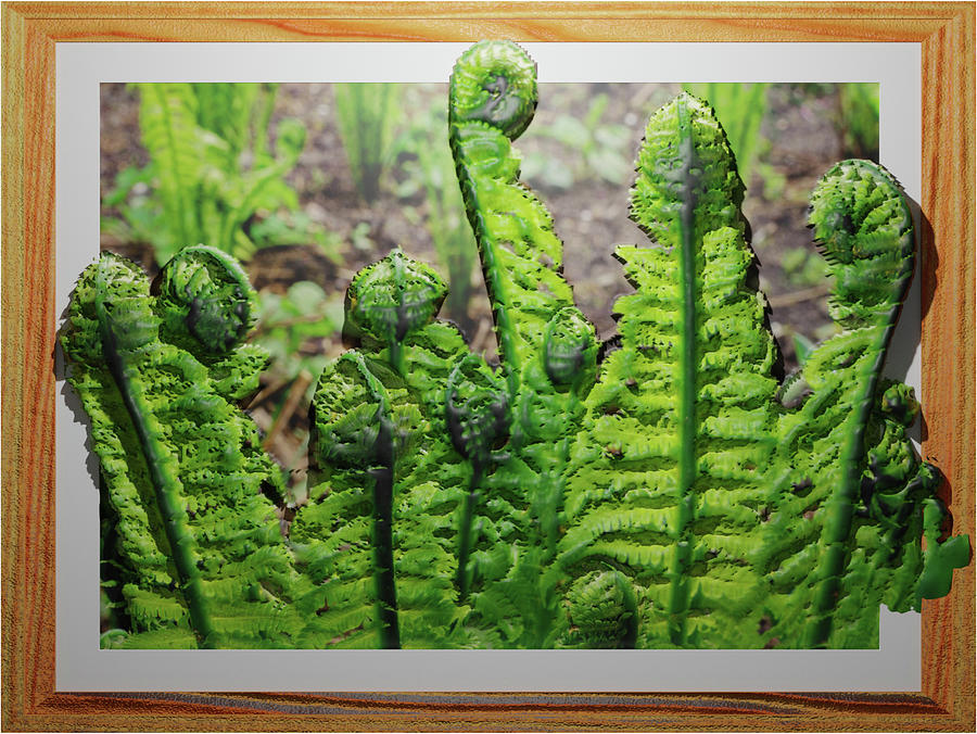 Realistic Fern Digital Art by Dmitre Raposo - Pixels