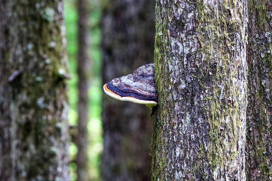 Red-belted Bracket Fungus Photograph by Joseph Siebert - Fine Art America Red-belted Bracket Fungus Photograph by Joseph Siebert - Fine Art America