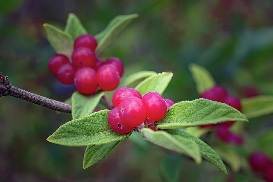 Red Berries with Green Leaves Photograph by Chester Wiker - Fine Art ...