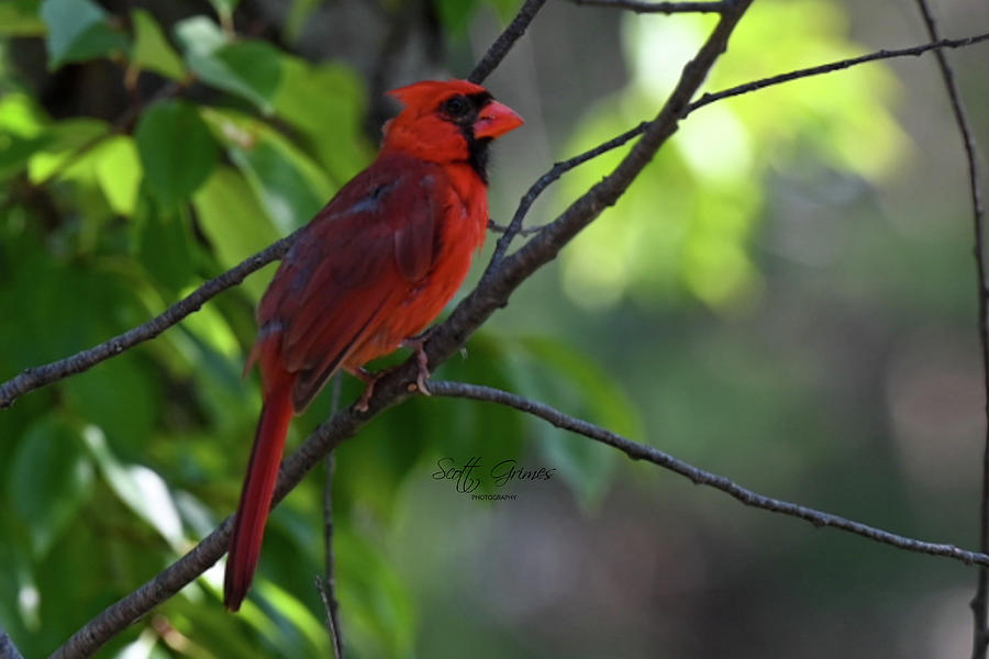 Red Cardinal Photograph by Scott Grimes - Fine Art America