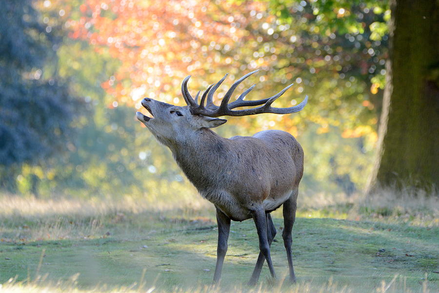 Red deer in fall colors Photograph by Michal Rotnicki - Fine Art America