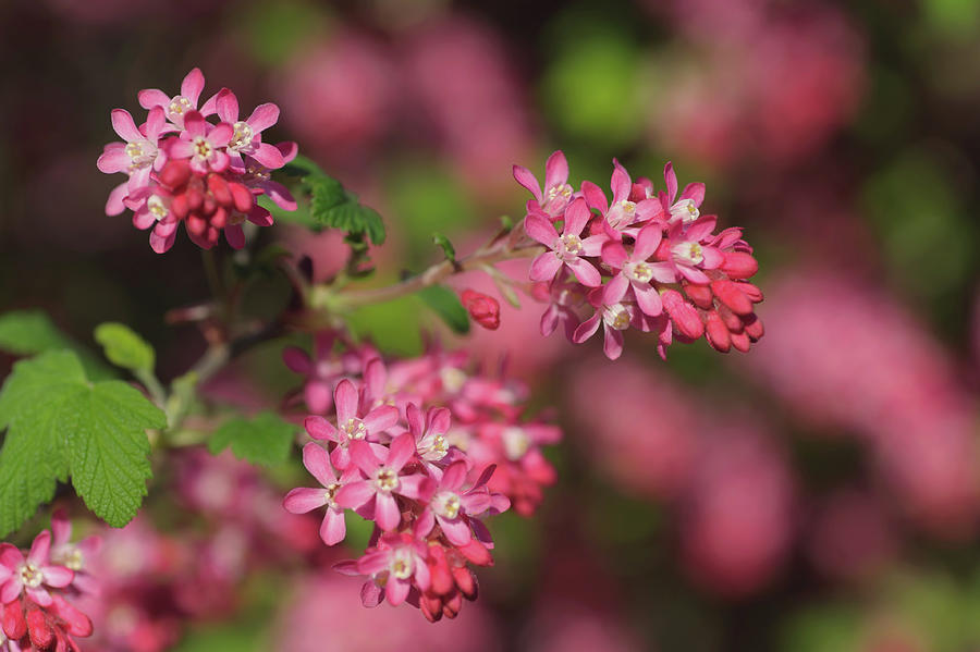Red-flowering Currant Closeup Photograph by Jenny Rainbow - Fine Art ...