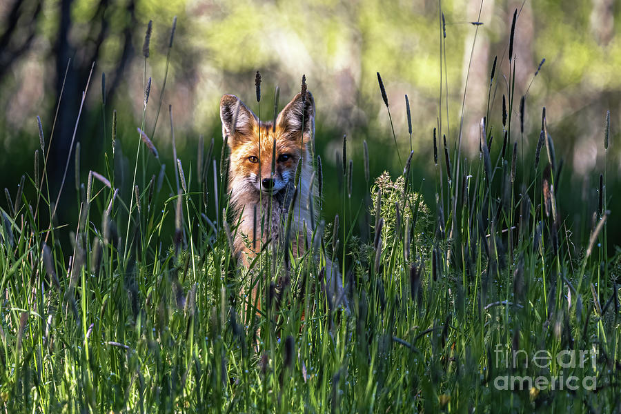 Red Fox Photograph by Hanjo Hellmann - Pixels