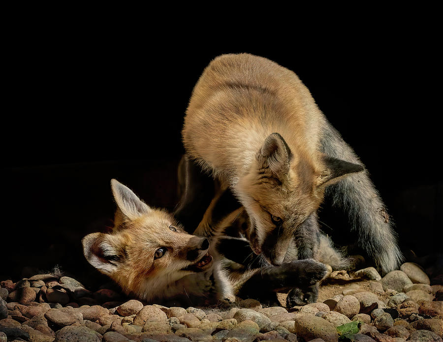 Red Fox Kits at Play Photograph by Vicki Stansbury - Fine Art America