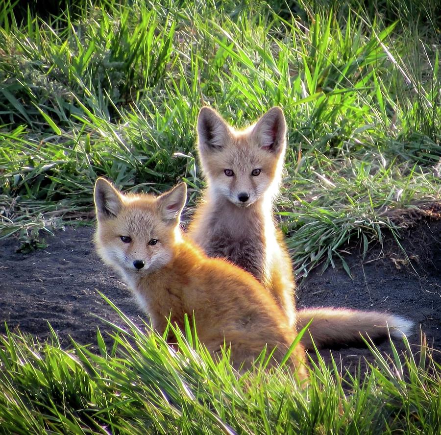 Red Fox Kits Photograph by Stephanie Wilson - Fine Art America