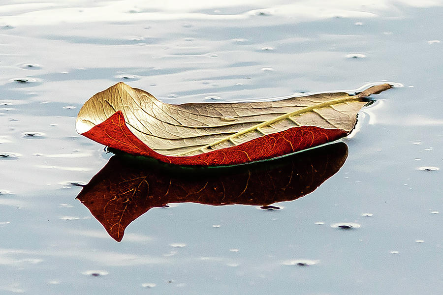 RED LEAF boat #2 Photograph by Rick Reiling - Fine Art America