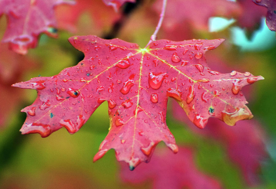 Red Leaf Photograph by James Phillips - Fine Art America
